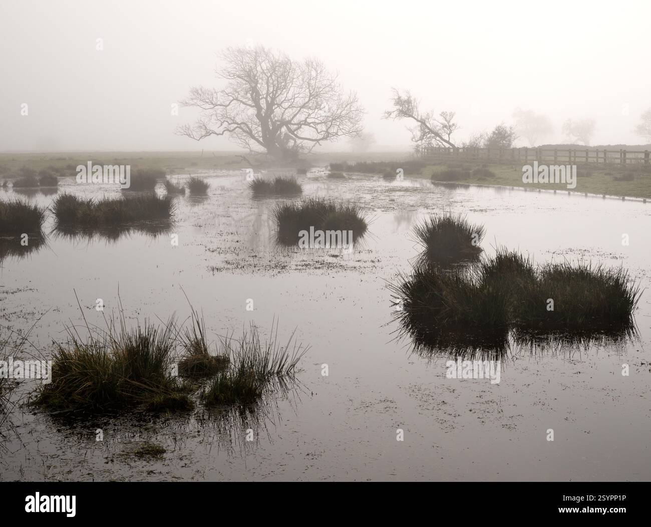 A mist over 'Long Preston Deeps', the floodplain of the River Ribble ...