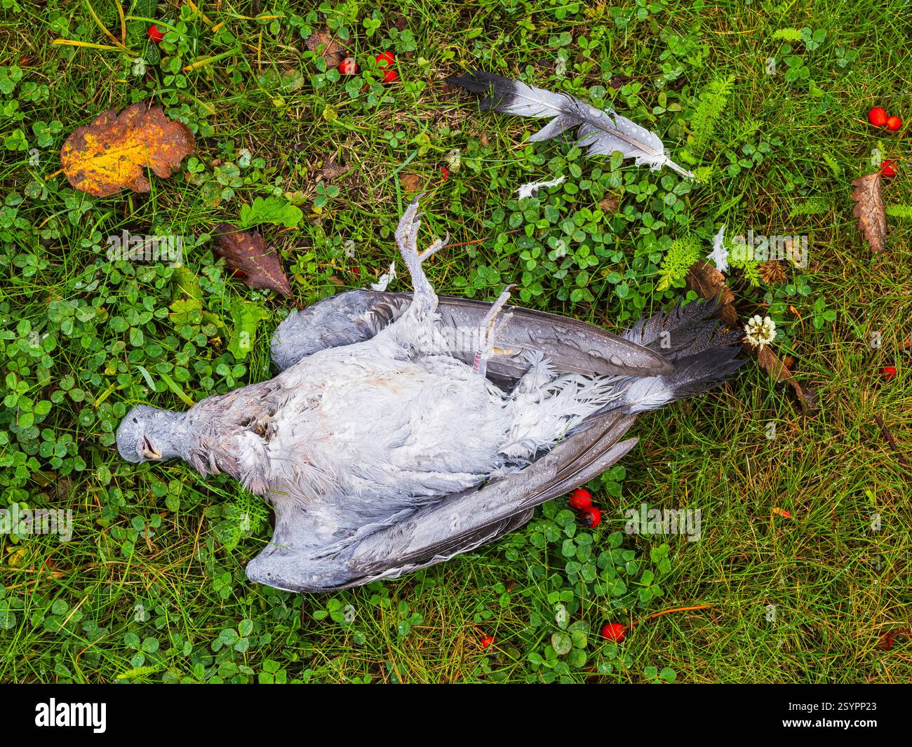 Urban bird ecosystem hi-res stock photography and images - Alamy