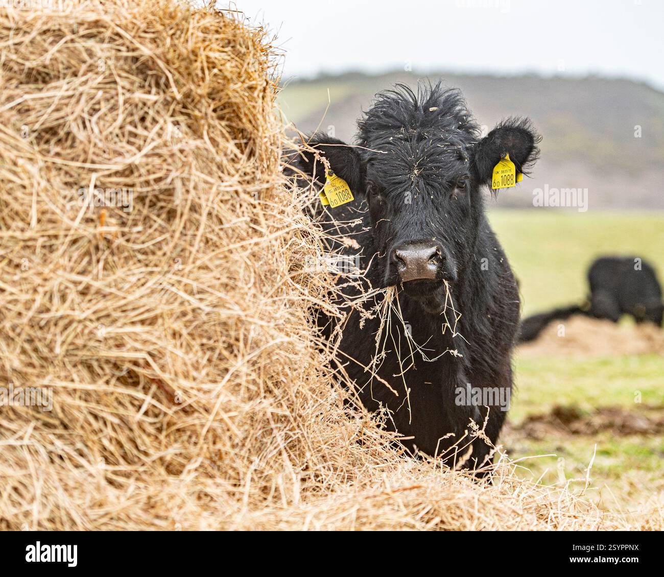 welsh black cow eating hay Stock Photo - Alamy