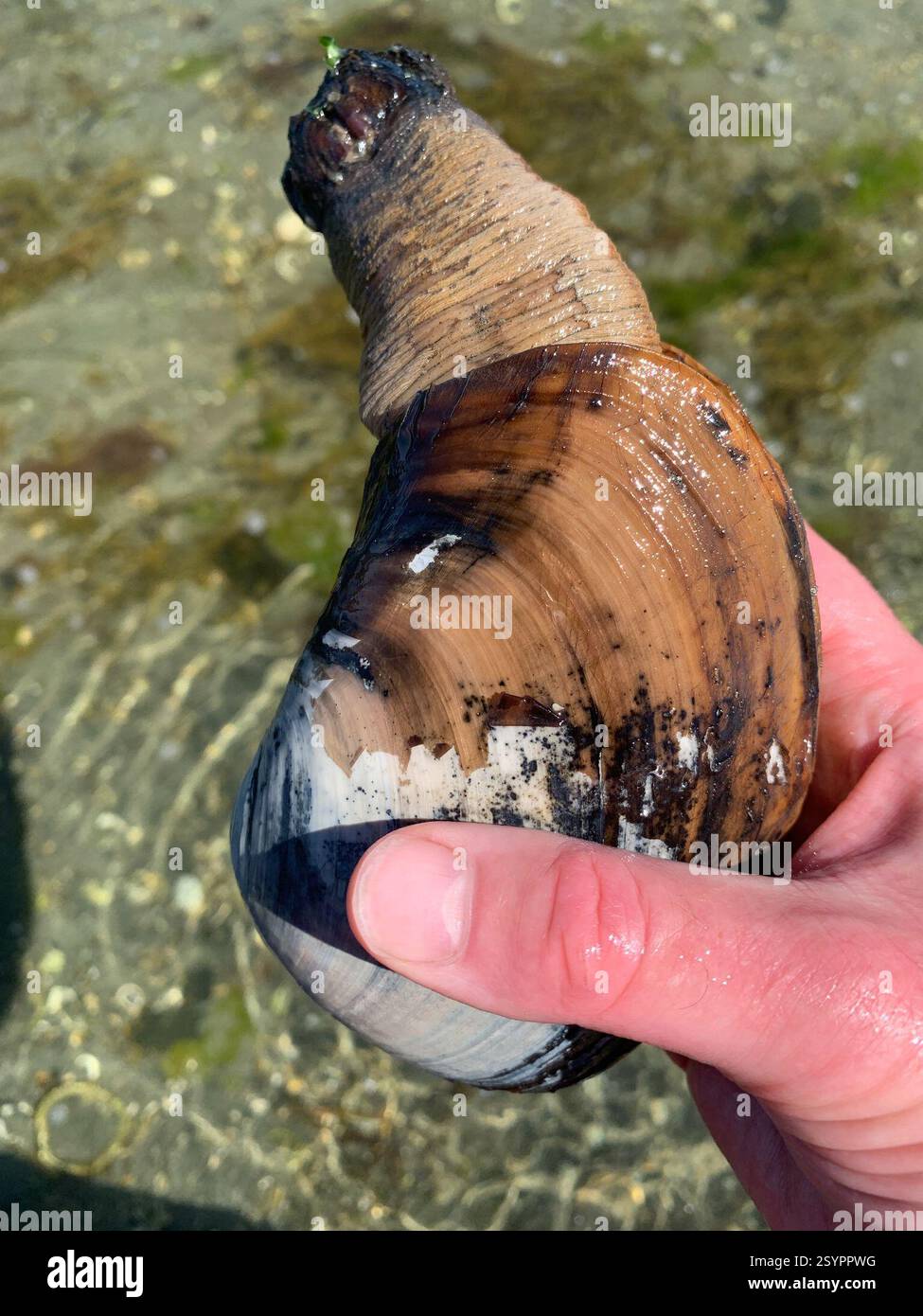Fat Gaper (Tresus capax), Mollusca, Craig Bay, BC, CA Stock Photo - Alamy
