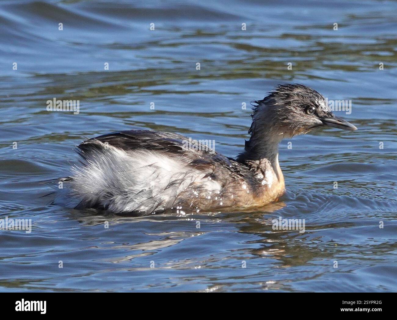 Hoary-headed Grebe (Poliocephalus poliocephalus), Aves, Jells Park ...