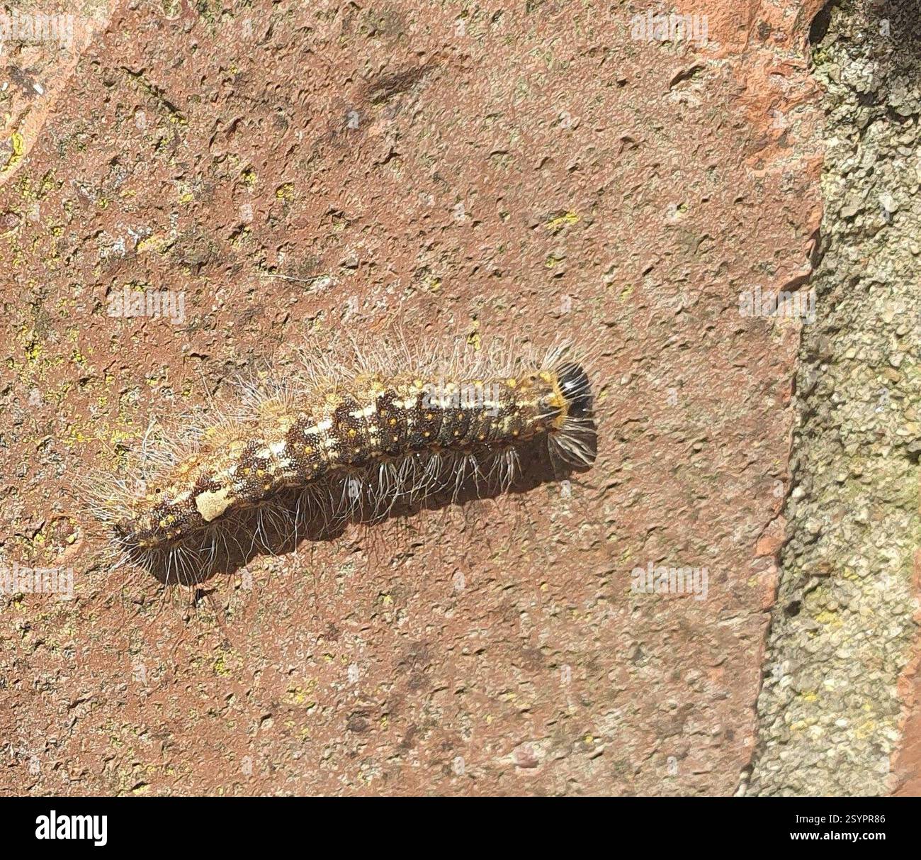 Poplar Grey (Acronicta megacephala), Insecta, Leeds LS7, UK Stock Photo ...