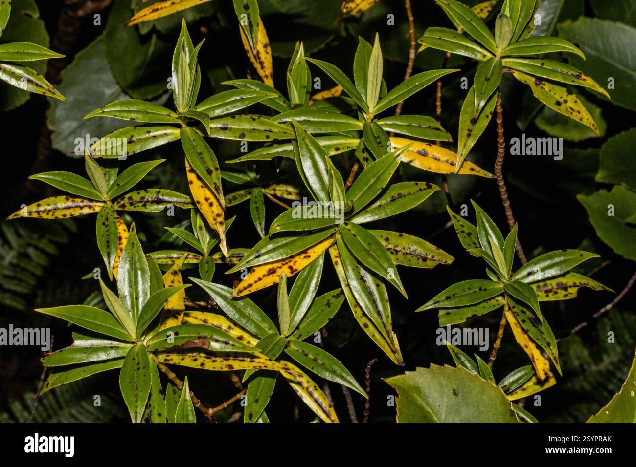 koromiko (Veronica salicifolia), Plantae, Leith Valley, Dunedin, New ...