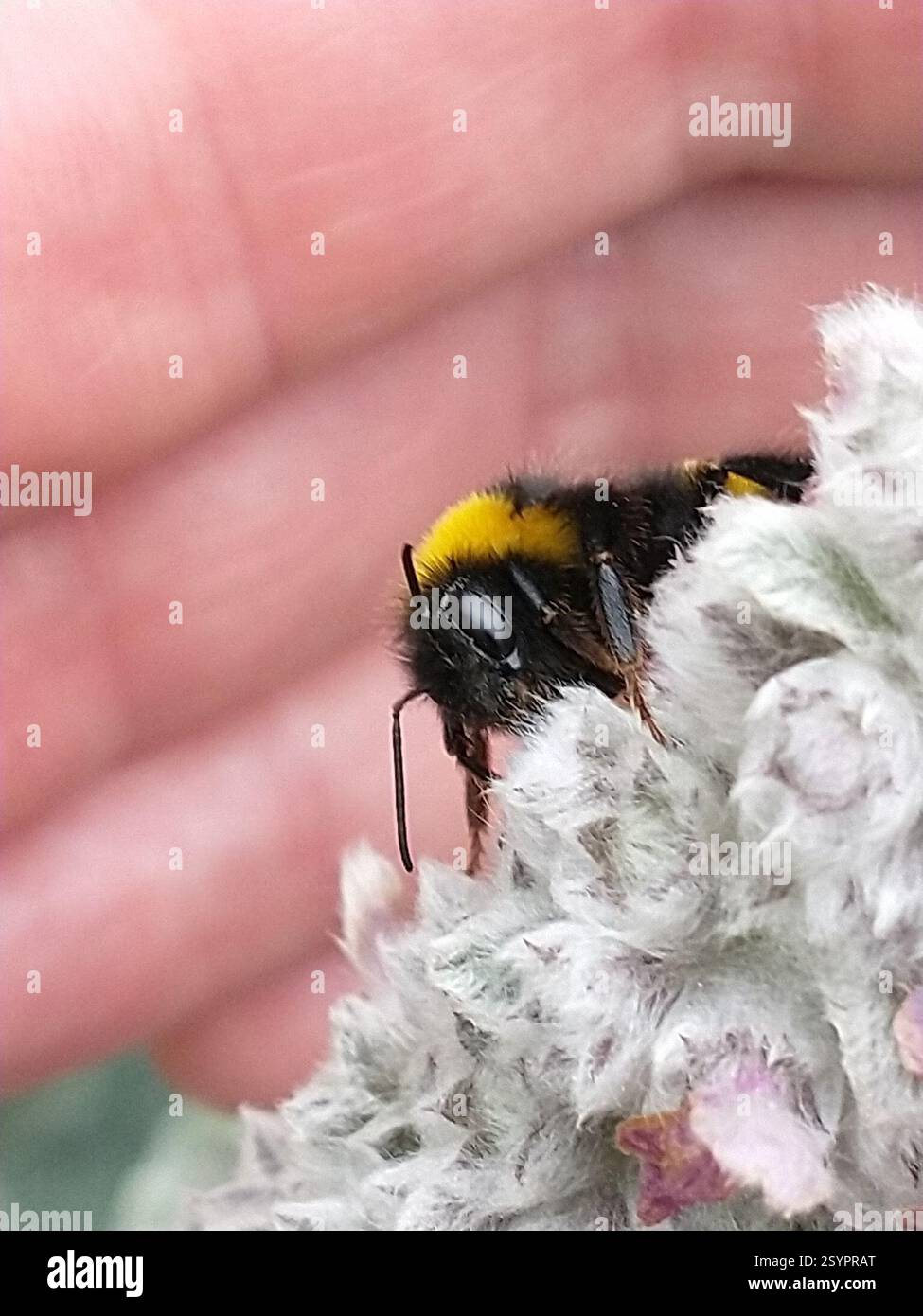 Buff-tailed Bumble Bee (Bombus terrestris), Insecta, Bakewell DE45, UK ...