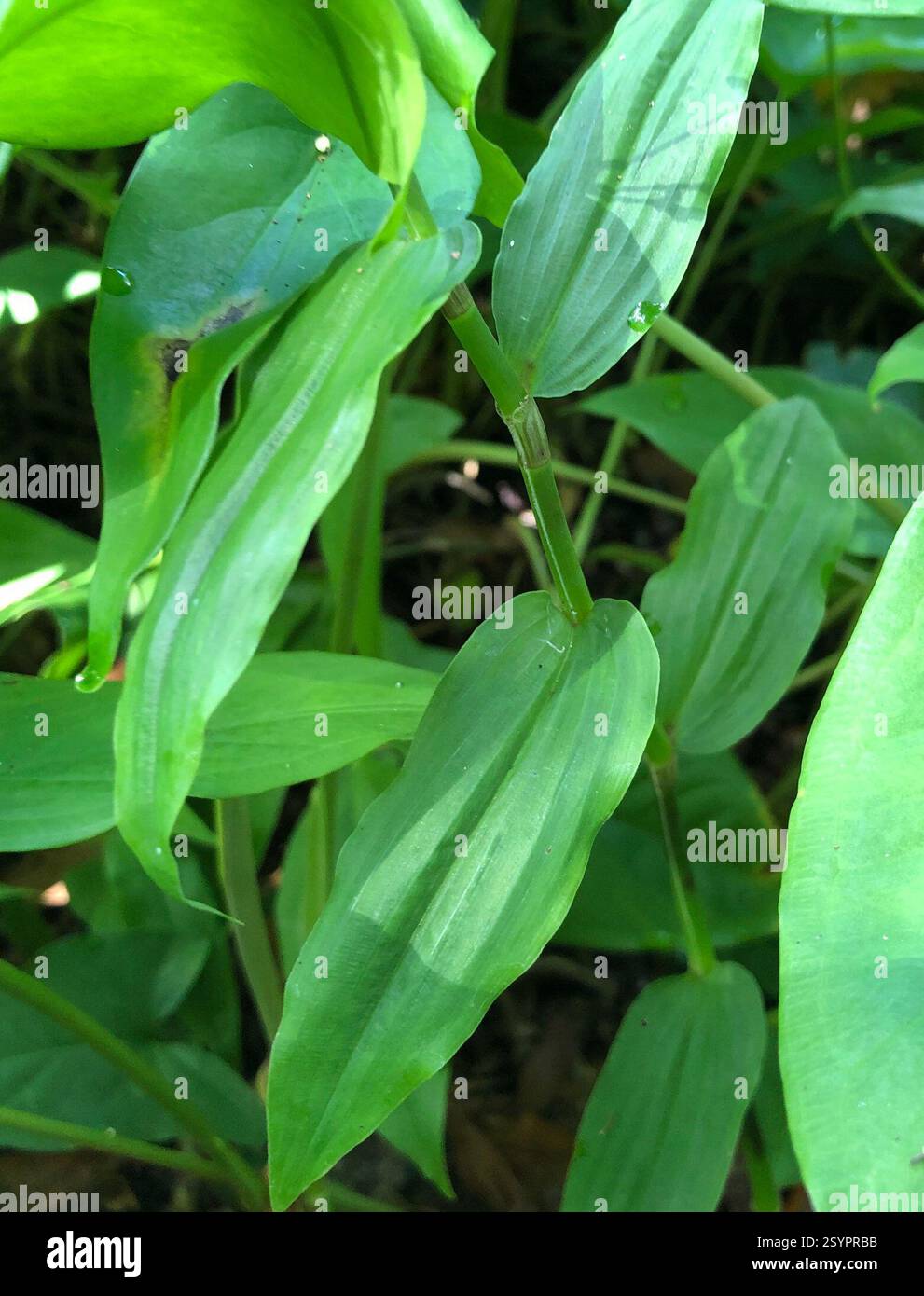 Tahitian bridalveil (Gibasis pellucida), Plantae, Hammock Park, Dunedin ...