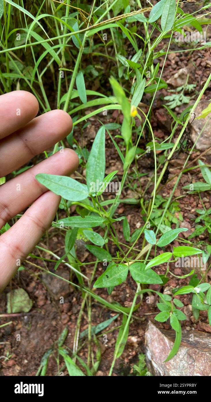 Caterpillar Beans (Zornia), Plantae, Khedbrahma, Sabarkantha, GJ, IN ...