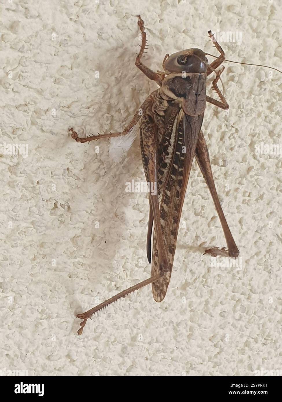 White-faced Bush-cricket (Decticus albifrons), Insecta, 10090, Zagreb ...