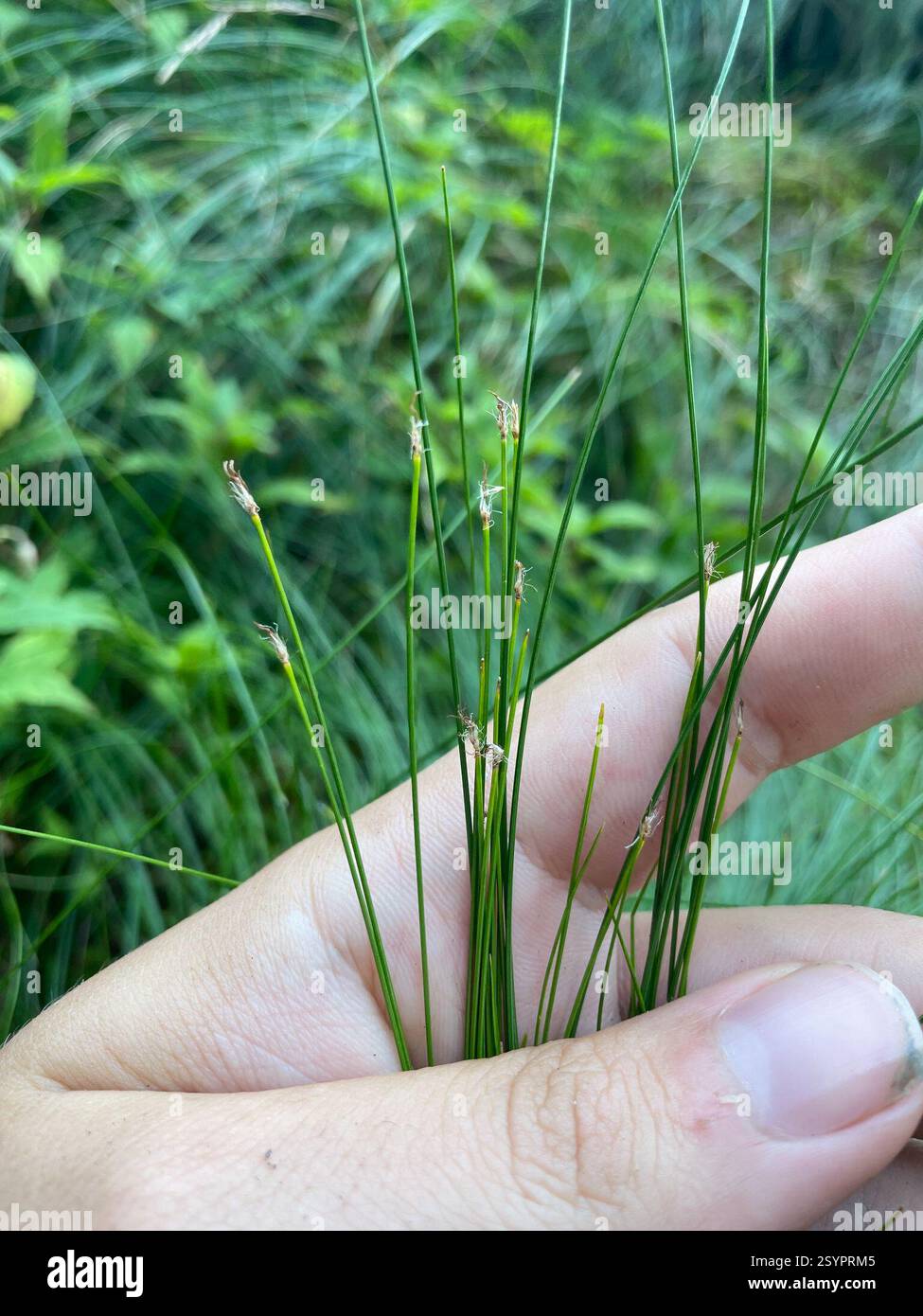 Tufted Bulrush (Trichophorum cespitosum), Plantae, North Carolina, US ...