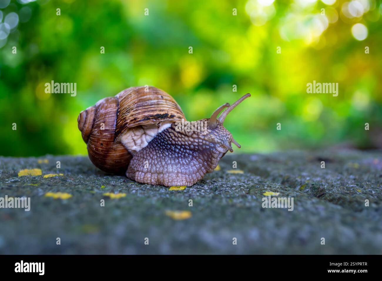 A large snail crawling on a concrete tile covered with moss in the ...
