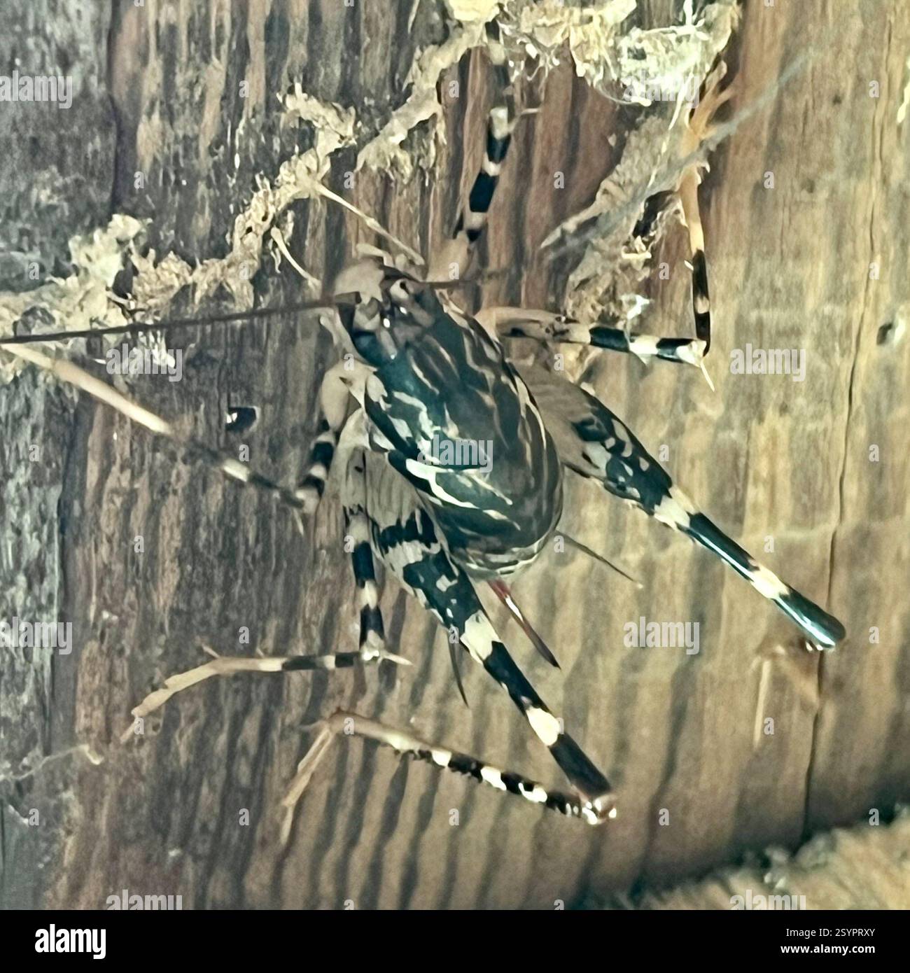Japanese Camel Cricket (Diestrammena japanica), Insecta, Atwood Ave ...
