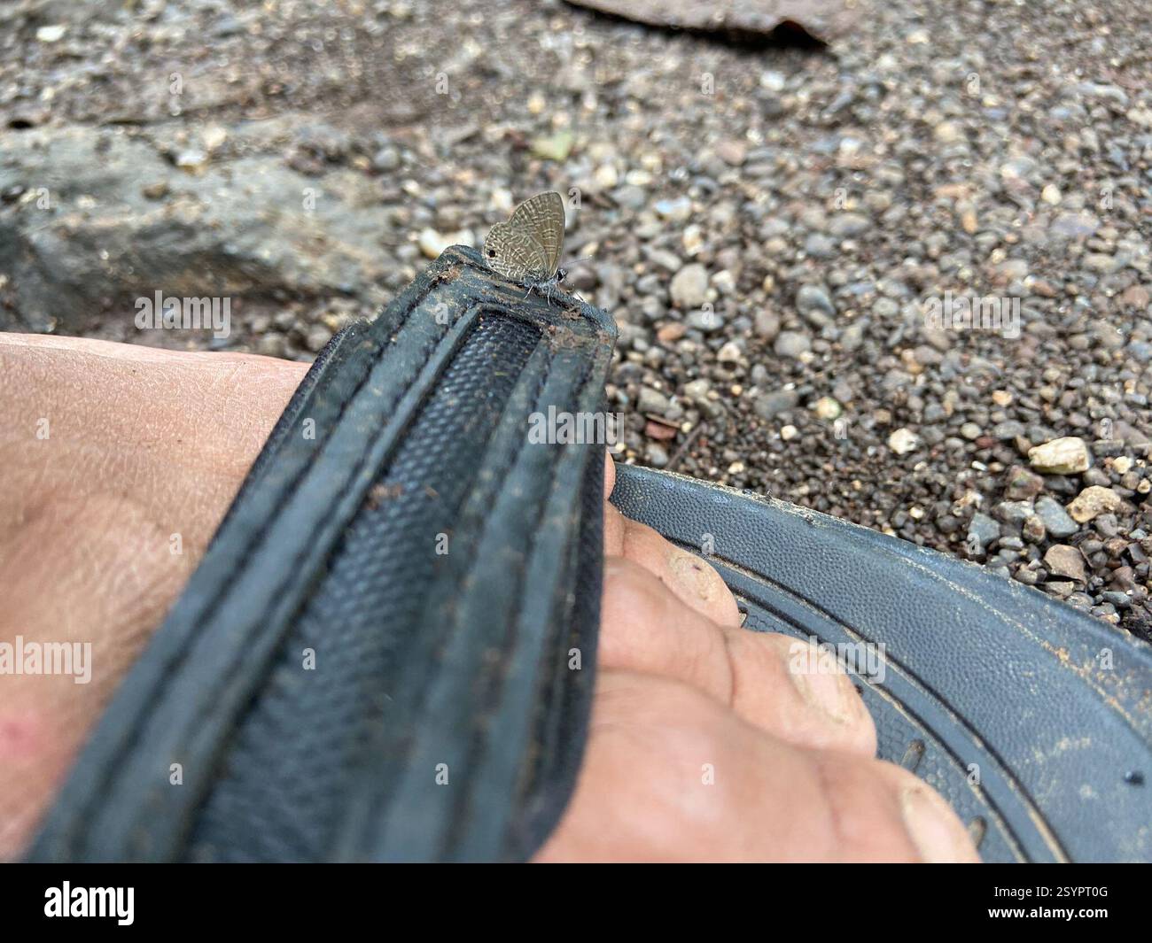 Tailless Lineblue (Prosotas dubiosa), Insecta, Dolvan, Tapi, GJ, IN ...