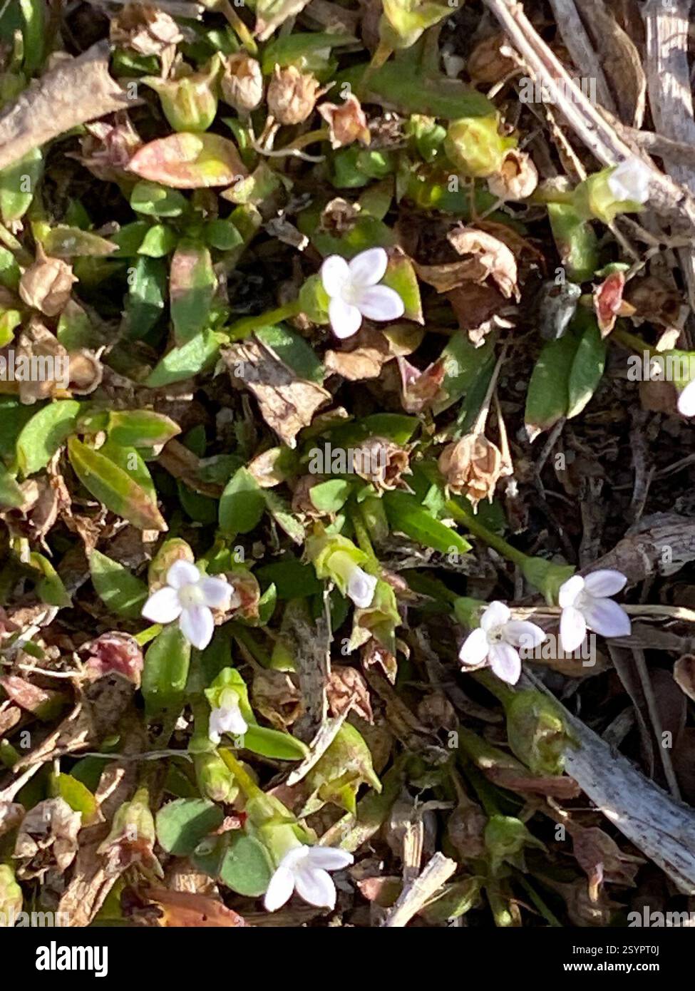Old World Diamond Flower (Oldenlandia corymbosa), Plantae, Shearer Ct ...