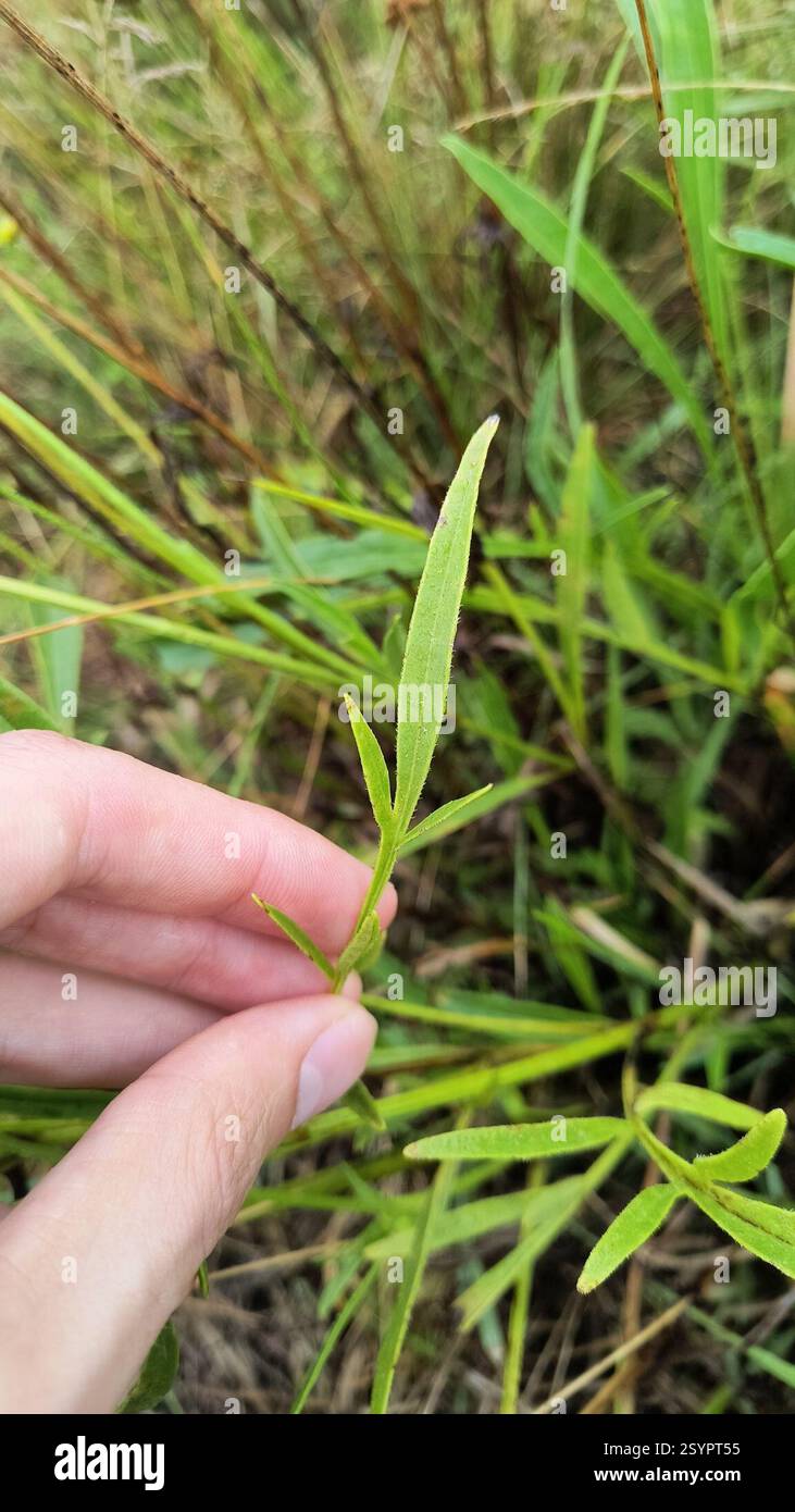 Lance-leaved Coreopsis (Coreopsis lanceolata), Plantae, Mattapoisett ...