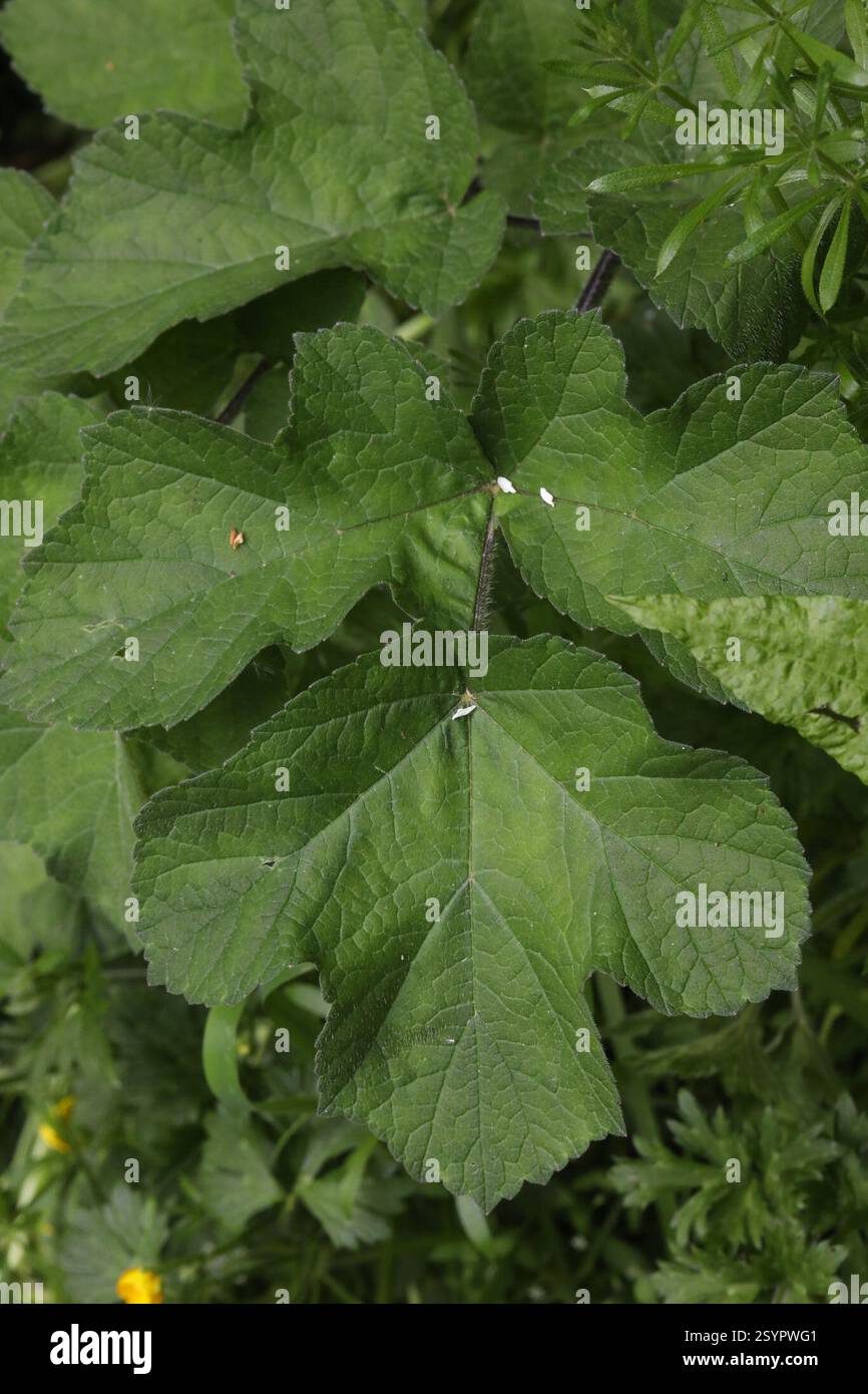 hogweed (Heracleum sphondylium), Plantae, Plas Newydd, Ffordd ...
