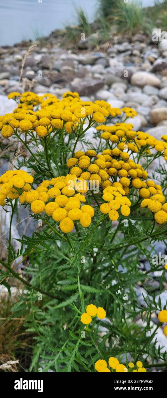 Gingolx hi-res stock photography and images - Alamy