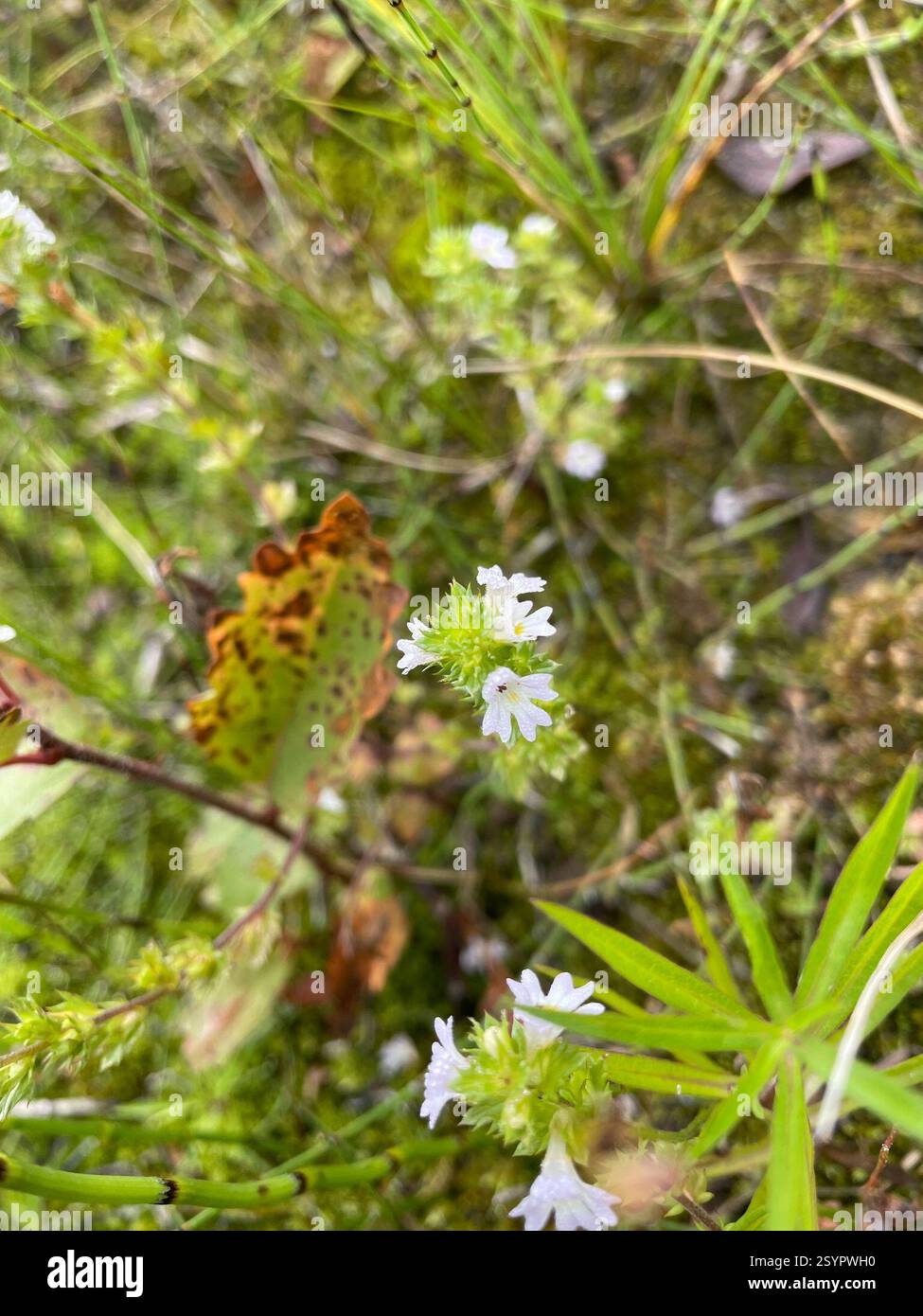 Common Eyebright (Euphrasia nemorosa), Plantae, Lesser Slave River No ...