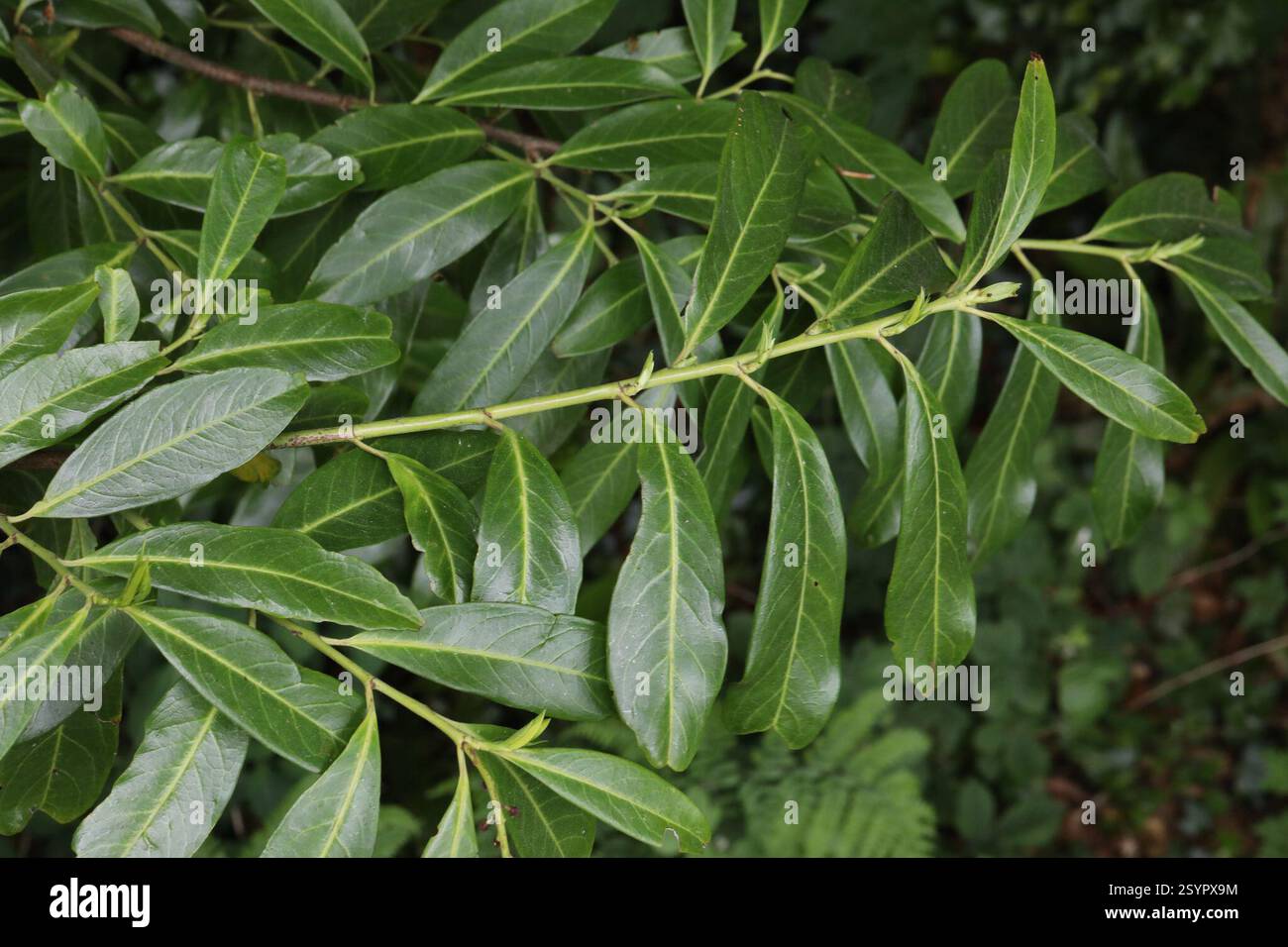 Cherry laurel (Prunus laurocerasus), Plantae, Plas Newydd, Fford ...