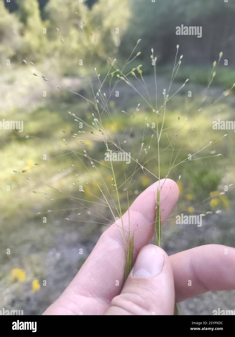 Philadelphia panic grass (Panicum philadelphicum), Plantae, Saint ...