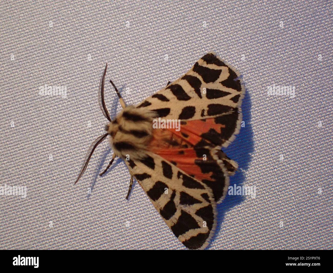 Nevada Tiger Moth (Apantesis nevadensis), Insecta, Val Marie No. 17, SK ...