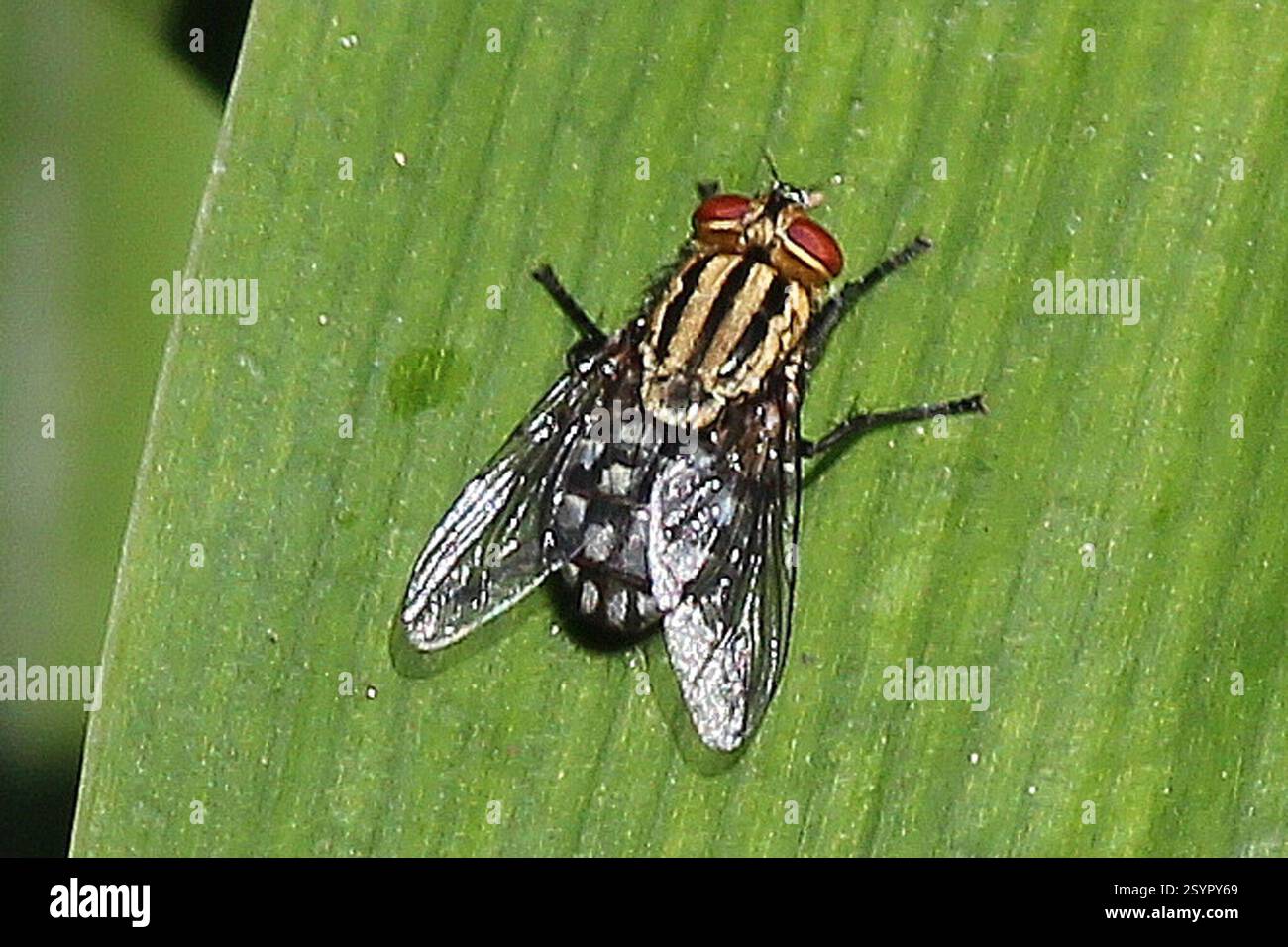 Common Flesh Flies (Sarcophaga), Insecta, Mount Coot-Tha QLD 4066 ...
