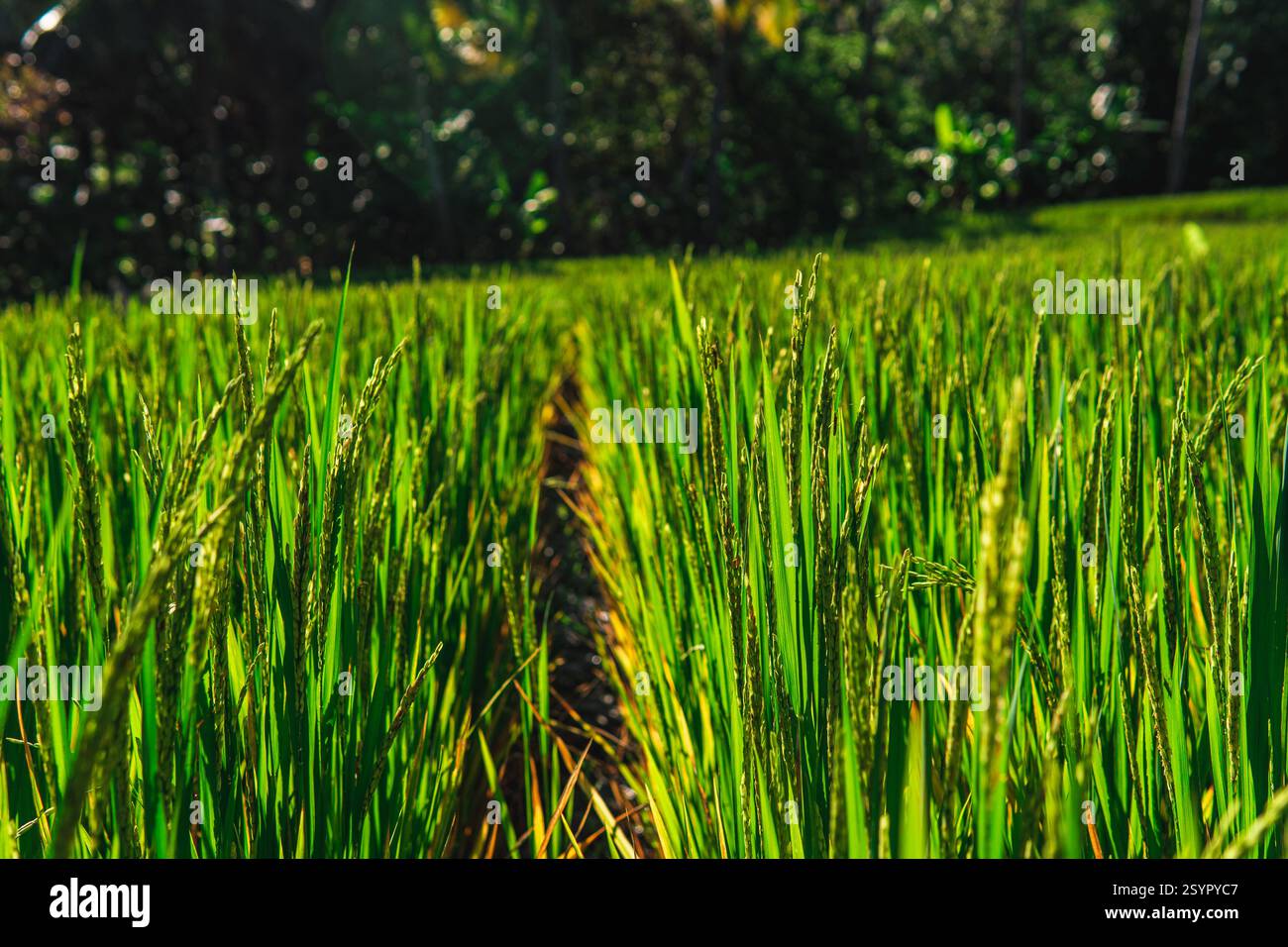 Close-up of a rice field with green and ripening rice plants Stock ...