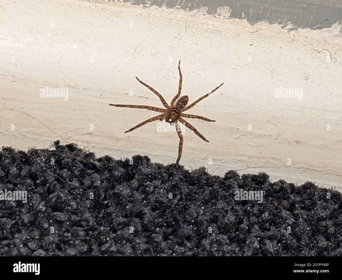 Giant Huntsman Spiders (Heteropoda), Arachnida, Bellmere QLD 4510 ...
