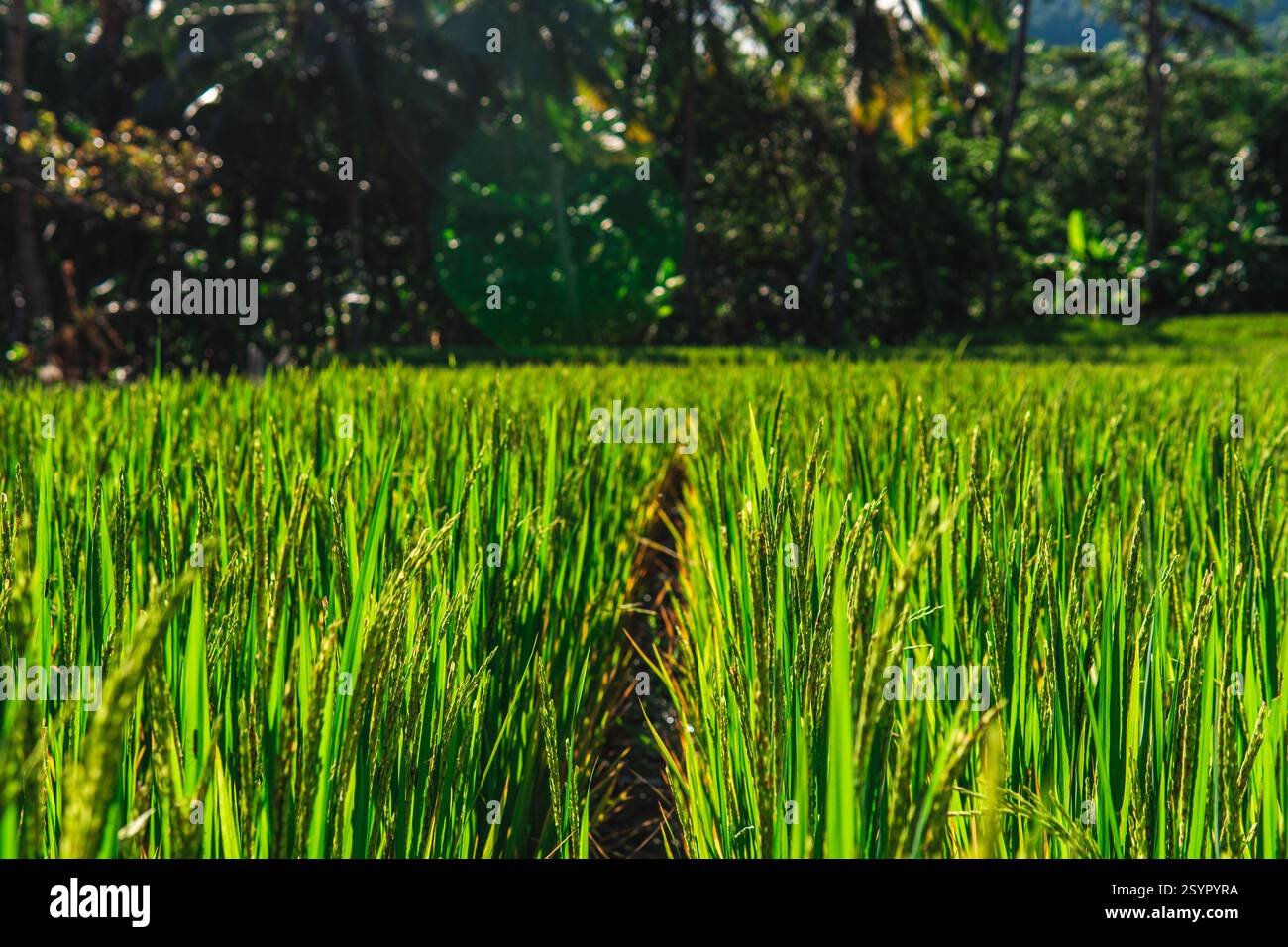 Close-up of a rice field with green and ripening rice plants Stock ...