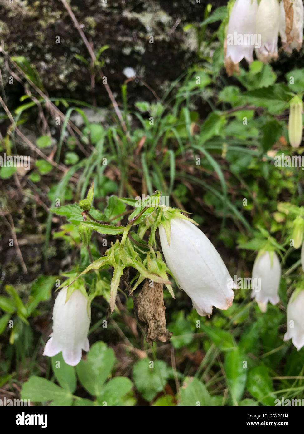 Spotted bellflower (Campanula punctata), Plantae, Kamikoshikicho Taira ...