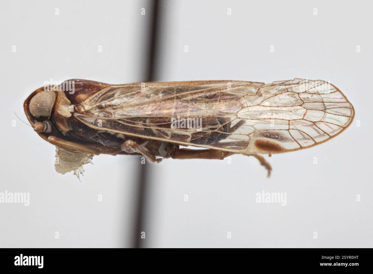 (Melanoliarus maidis), Insecta, St Augustine, Trinidad and Tobago, This ...