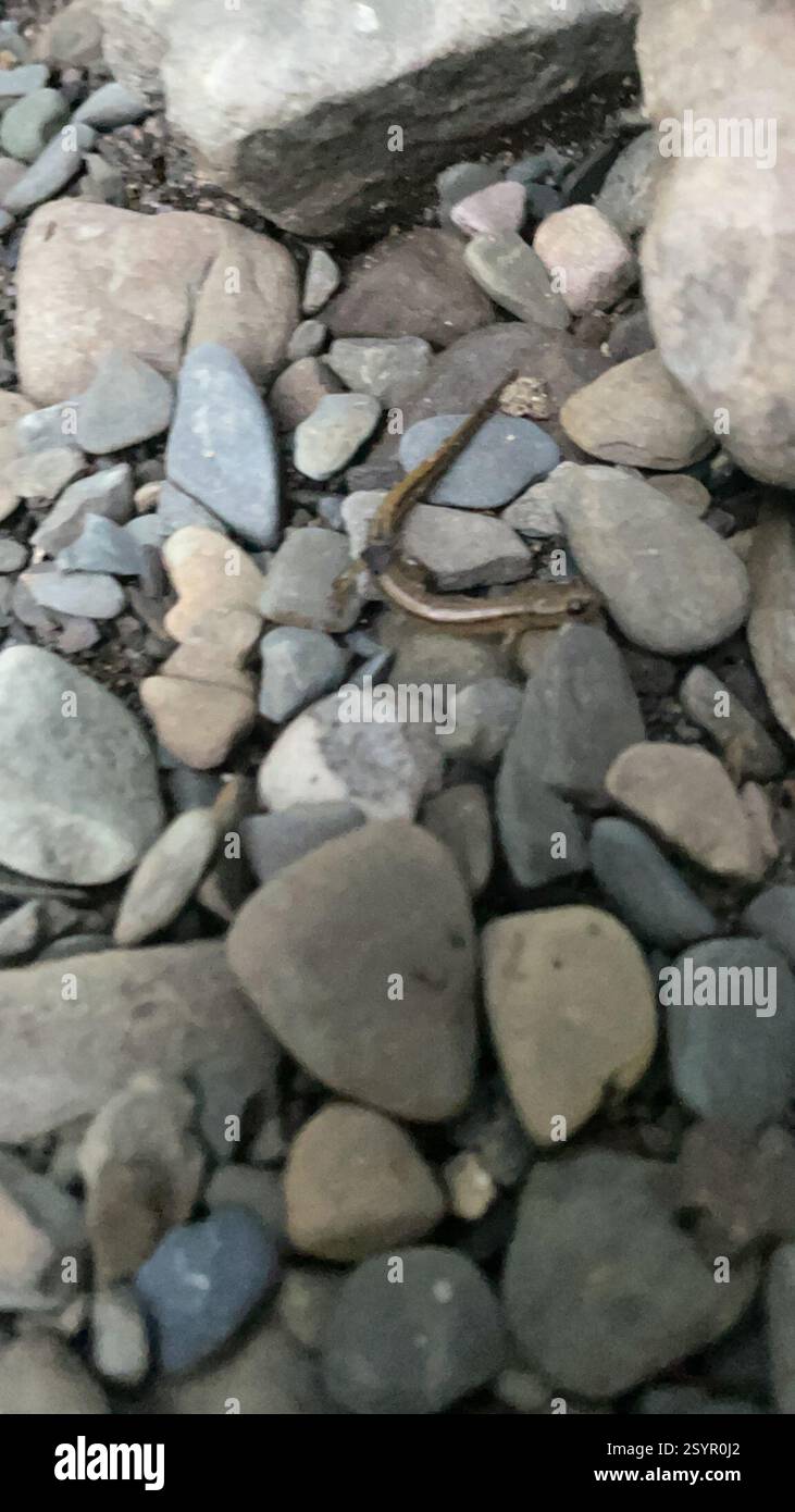 Northern Two-lined Salamander (Eurycea bislineata), Amphibia, Newfield ...