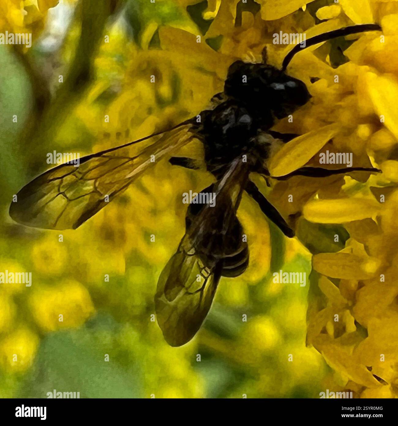 Cloudy-winged Mining Bee (Andrena nubecula), Insecta, Service Rd Hfx ...