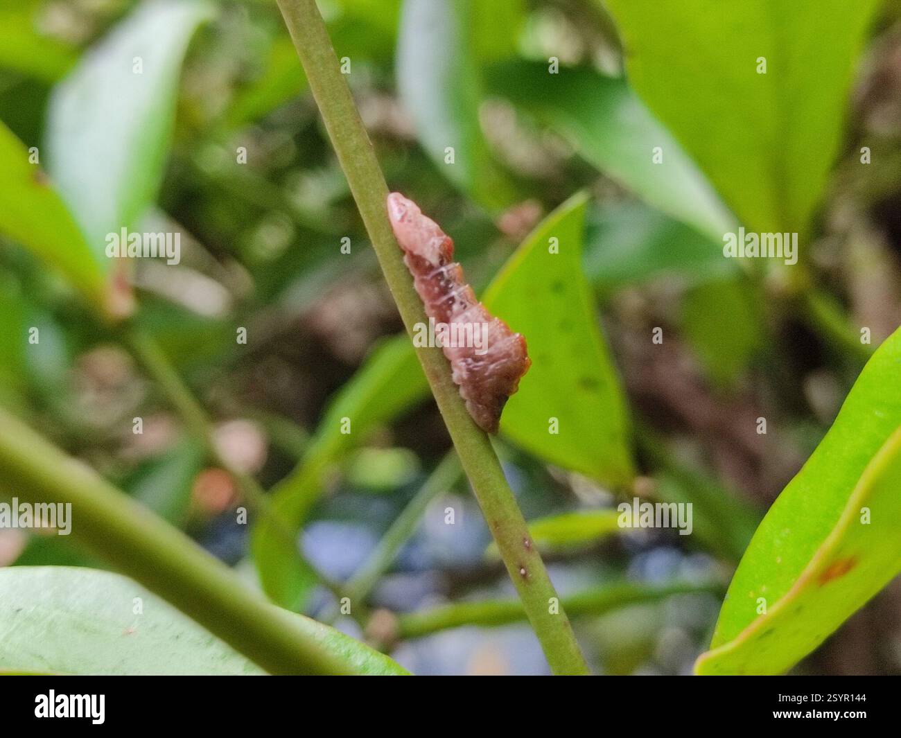 Peacock Royal (Tajuria cippus), Insecta, Kumplampoika, Kerala 689661 ...