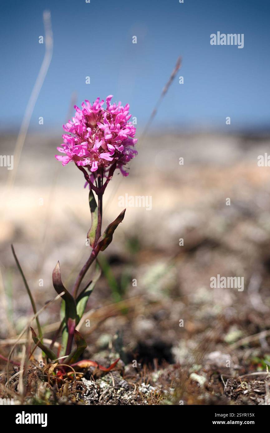 Alpine Catchfly (Viscaria alpina), Plantae, Sisimiut 3911, Greenland ...