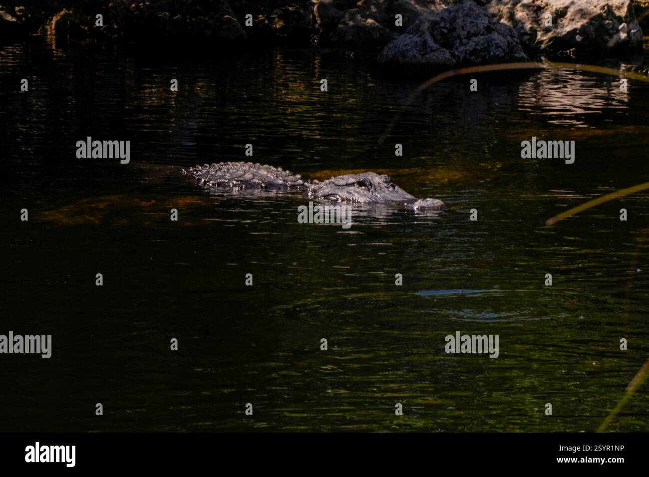 Everglades, United States. 01st Mar, 2025. American Alligator ...