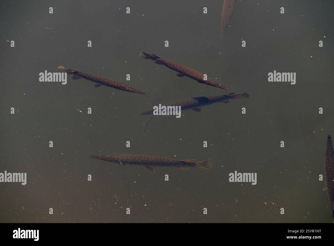 Florida Gar, Lepisosteus platyrhincus during Florida State park ...