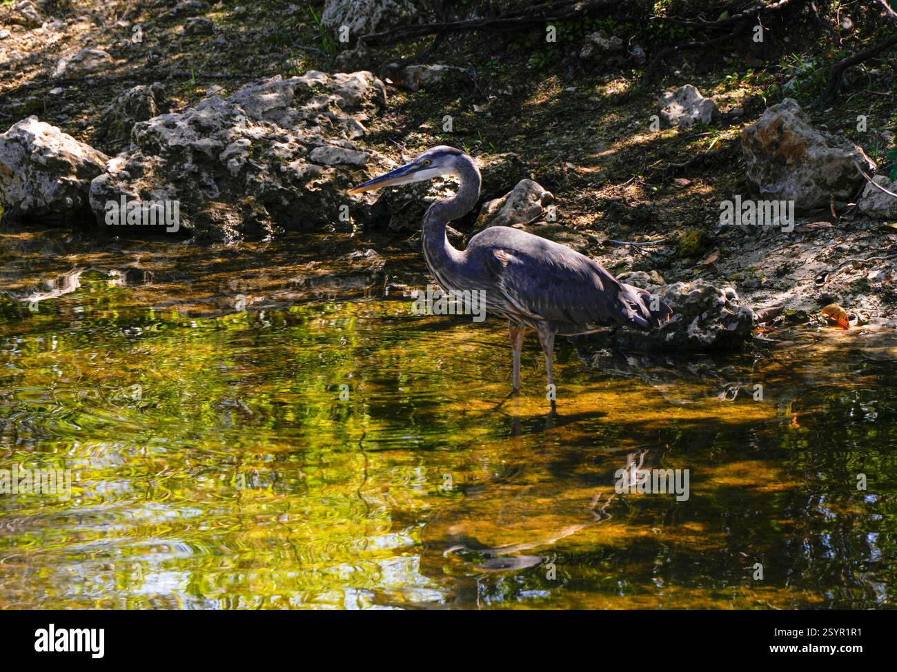Everglades, United States. 01st Mar, 2025. American Alligator ...