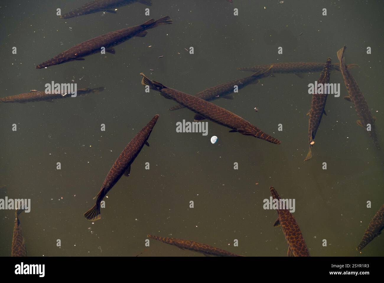 Florida Gar, Lepisosteus platyrhincus during Florida State park ...