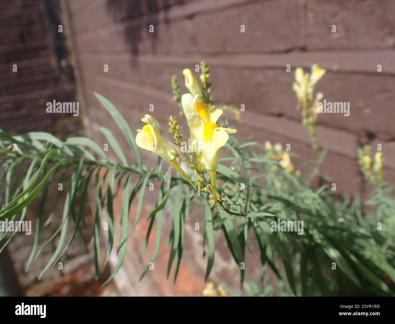 common toadflax (Linaria vulgaris), Plantae, BR2, UK Stock Photo - Alamy