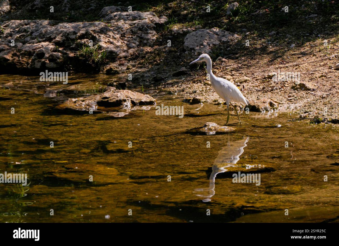 Everglades, United States. 01st Mar, 2025. Florida State park ...