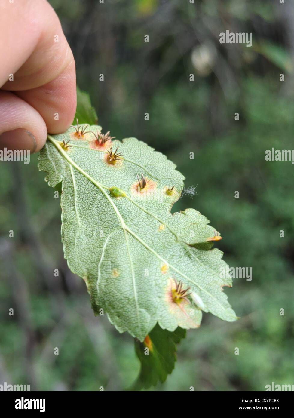 quince rust (Gymnosporangium clavipes), Fungi, Red Lodge, MT 59068, USA ...
