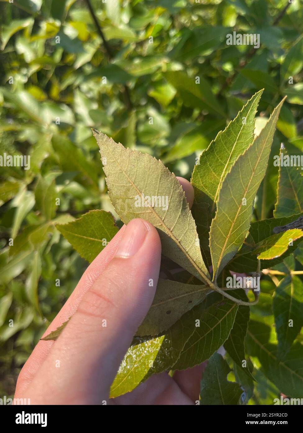 Scrub Hickory (Carya floridana), Plantae, Florida, US Stock Photo - Alamy