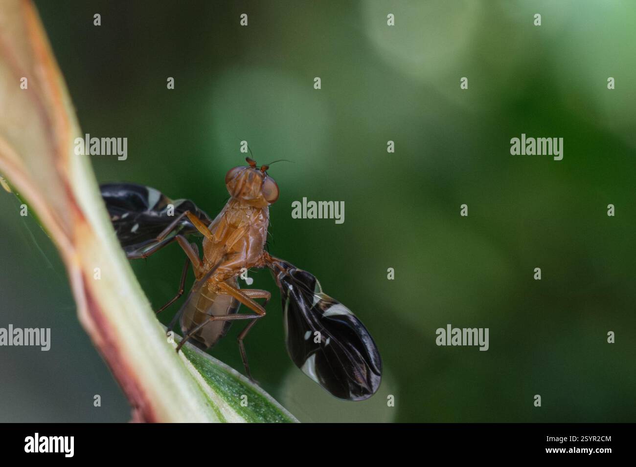 Common Picture-winged Fly (Delphinia picta), Insecta, Maryland, US ...