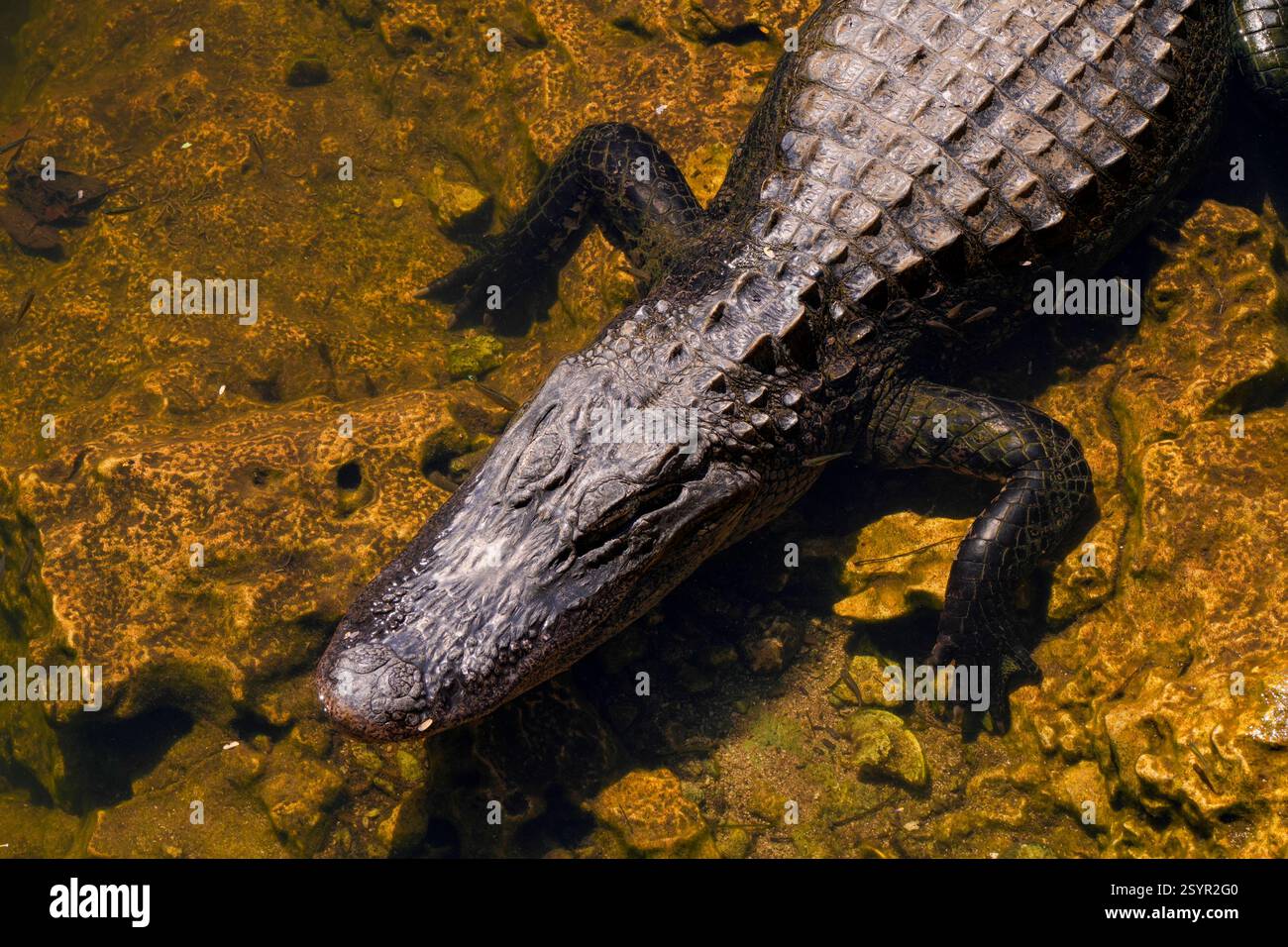 American Alligator, Alligator mississippiensis during Florida State ...