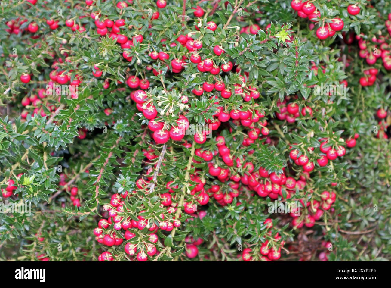 Vielfalt der Scheinbeeren Die roten Beeren der Scheinbeere, auch ...