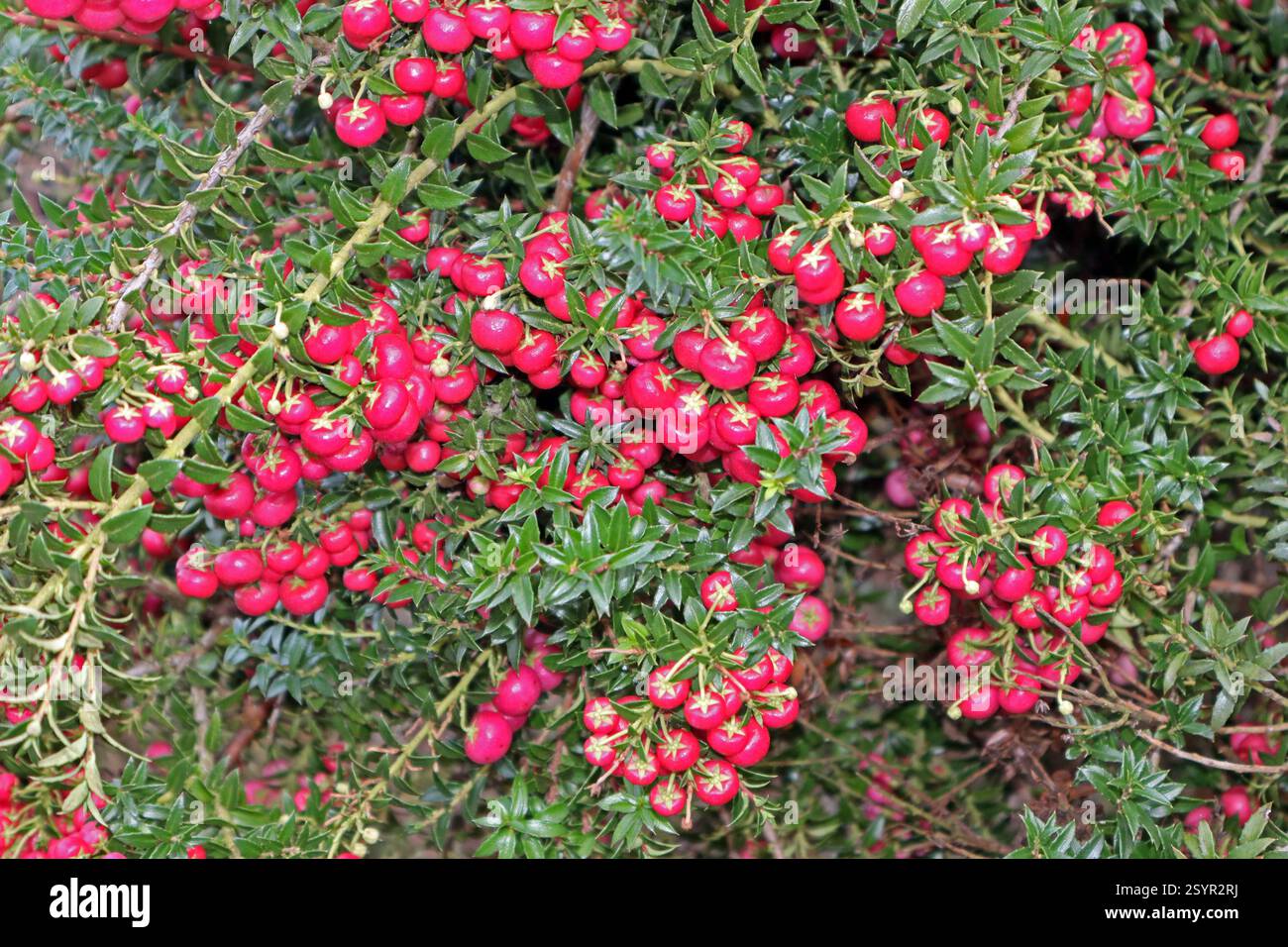 Vielfalt der Scheinbeeren Die roten Beeren der Scheinbeere, auch ...