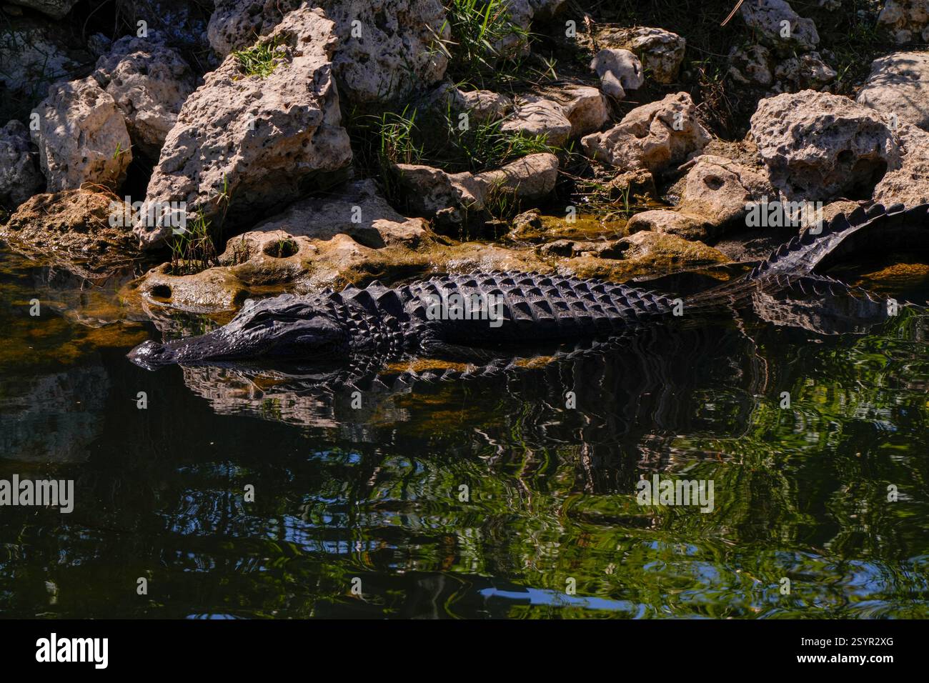 Everglades, United States. 01st Mar, 2025. American Alligator ...