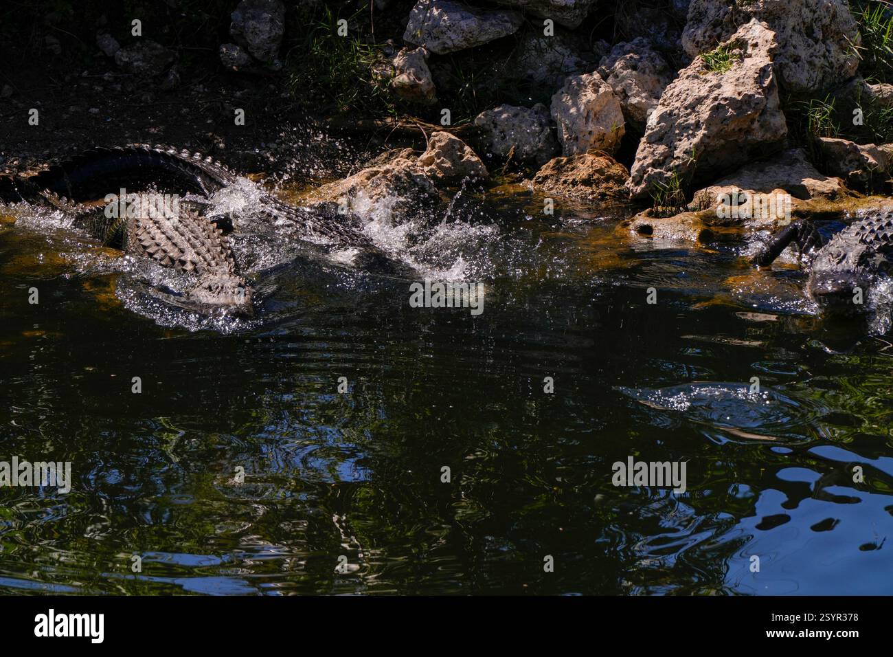 Everglades, United States. 01st Mar, 2025. American Alligator ...