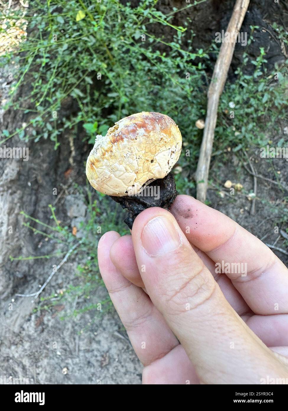 Veiled Polypore (Cryptoporus volvatus), Fungi, Santa Cruz County, CA ...