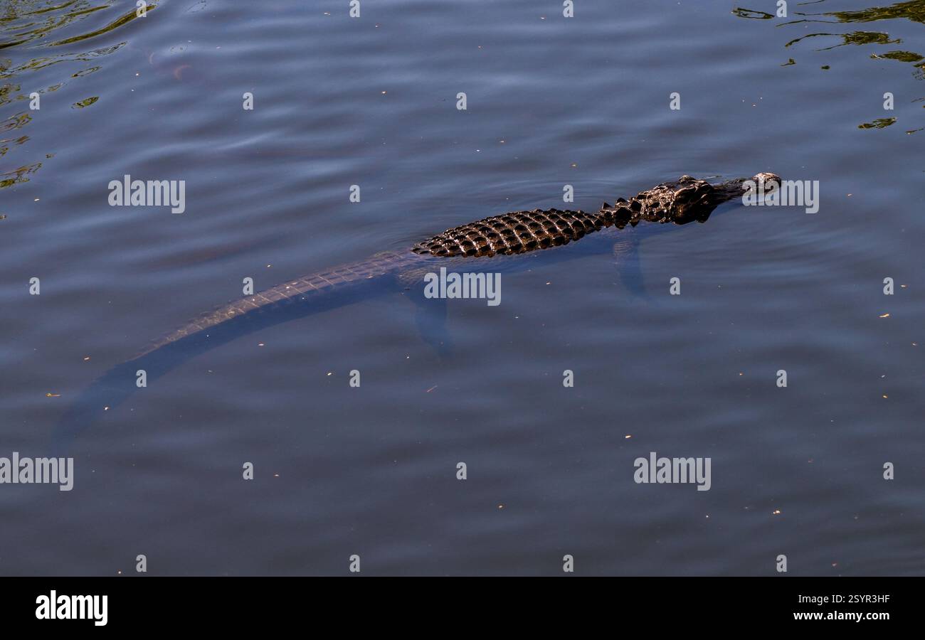 Everglades, United States. 01st Mar, 2025. American Alligator ...