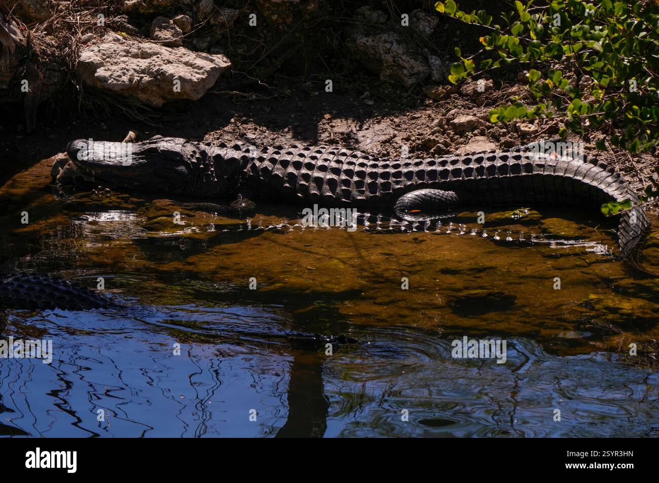 American Alligator, Alligator mississippiensis during Florida State ...